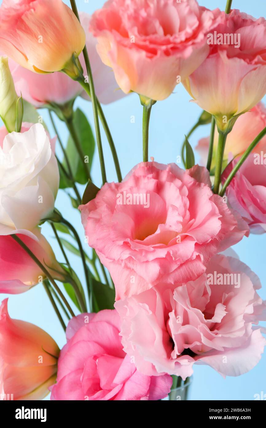 Beautiful pink eustoma flowers on blue background, closeup Stock Photo ...