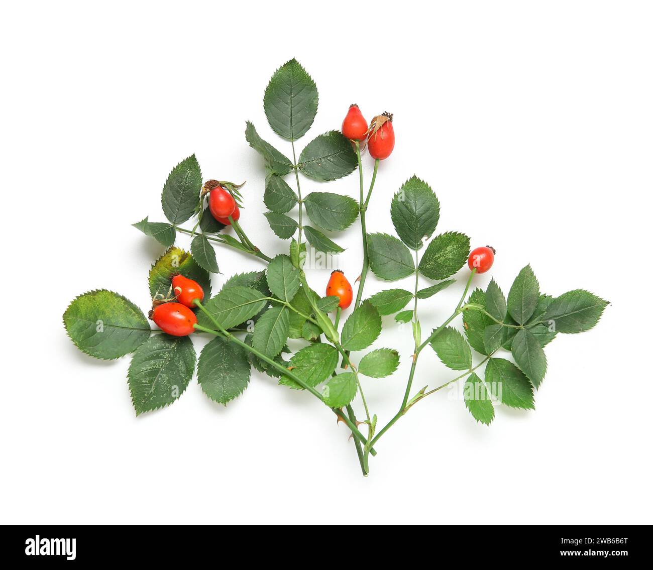 Fresh rose hip berries with leaves on white background Stock Photo - Alamy