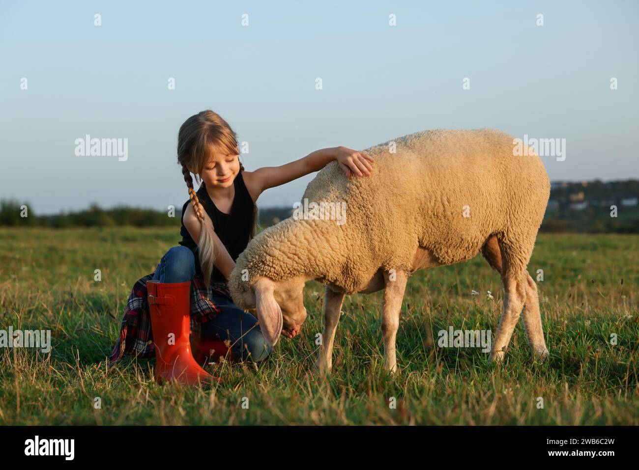 Girl feeding sheep on pasture. Farm animal Stock Photo - Alamy