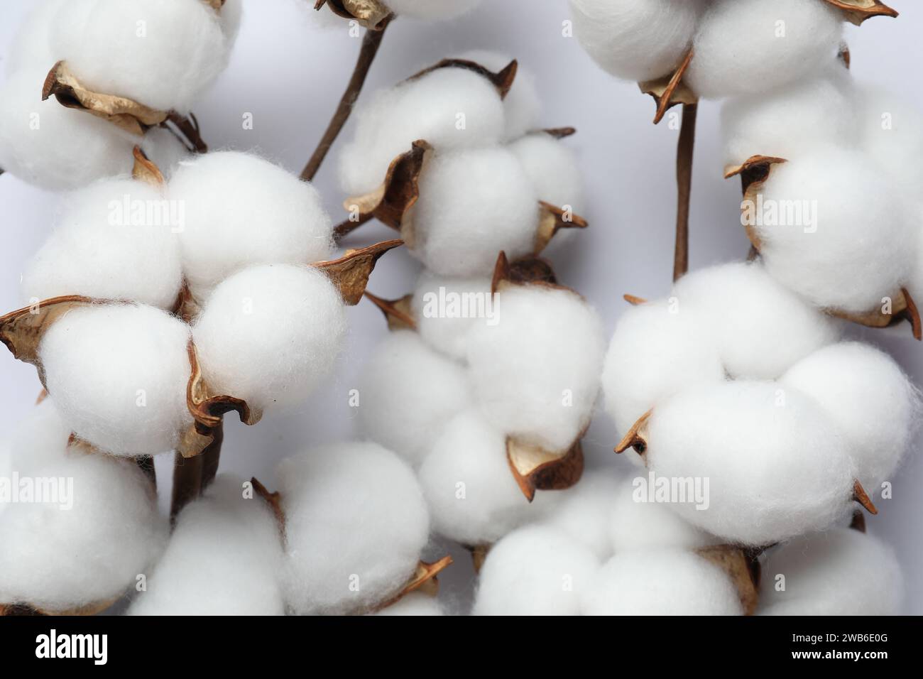 Fluffy cotton flowers on white background, flat lay Stock Photo - Alamy