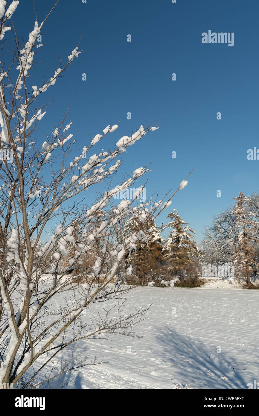 Vaduz, Liechtenstein, December 3, 2023 Branches covered with fresh ...