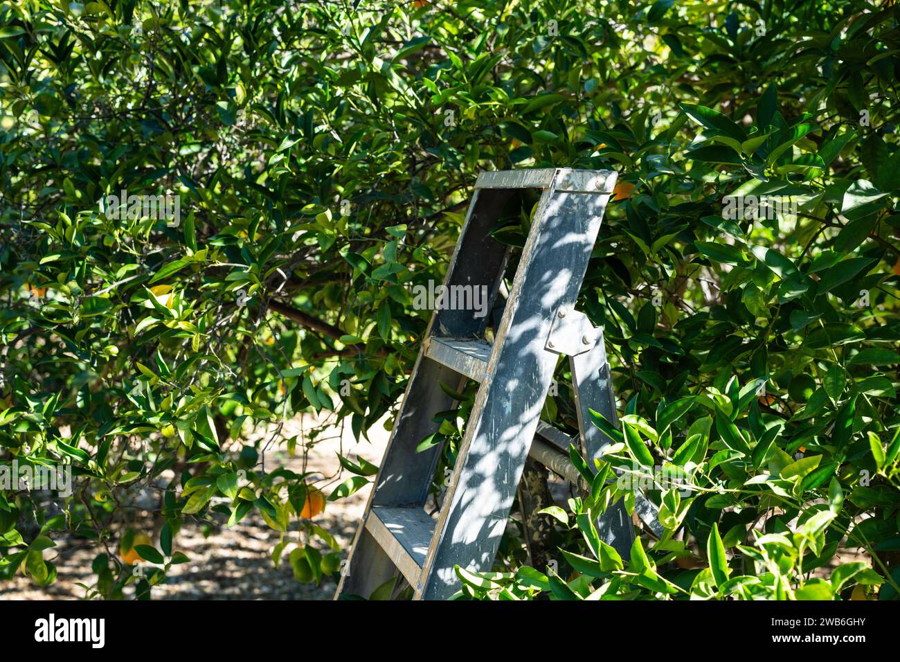 Orange picking ladder hi-res stock photography and images - Alamy