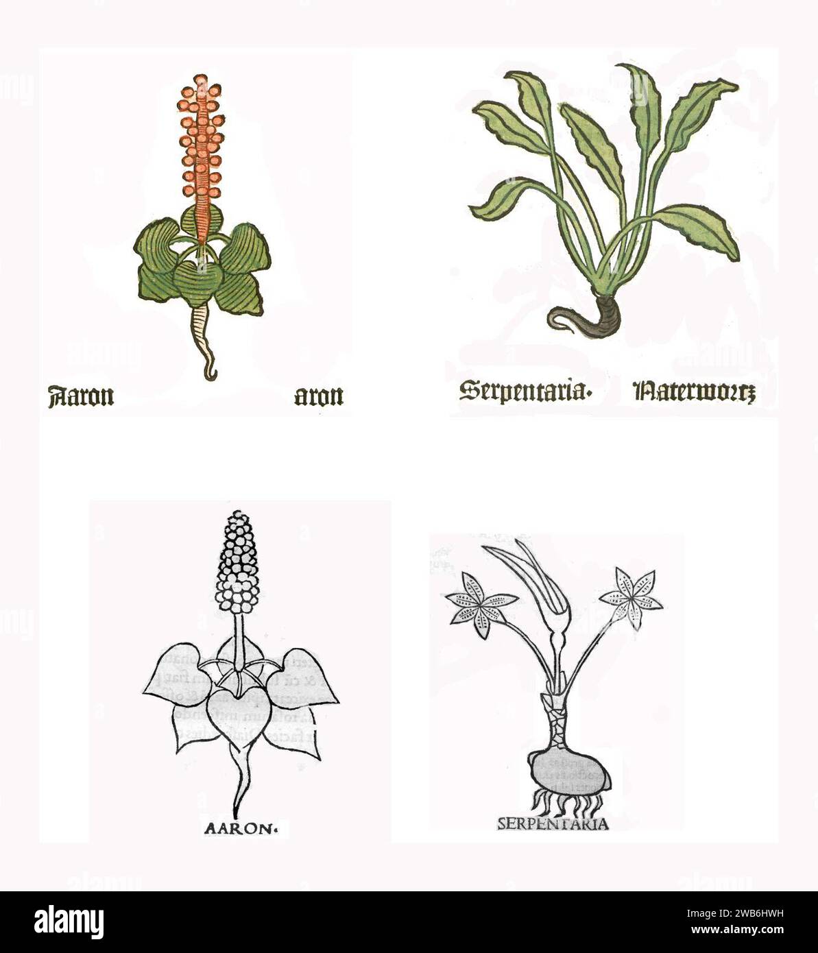 1484-1499 Herbarius Moguntinus Stock Photo - Alamy