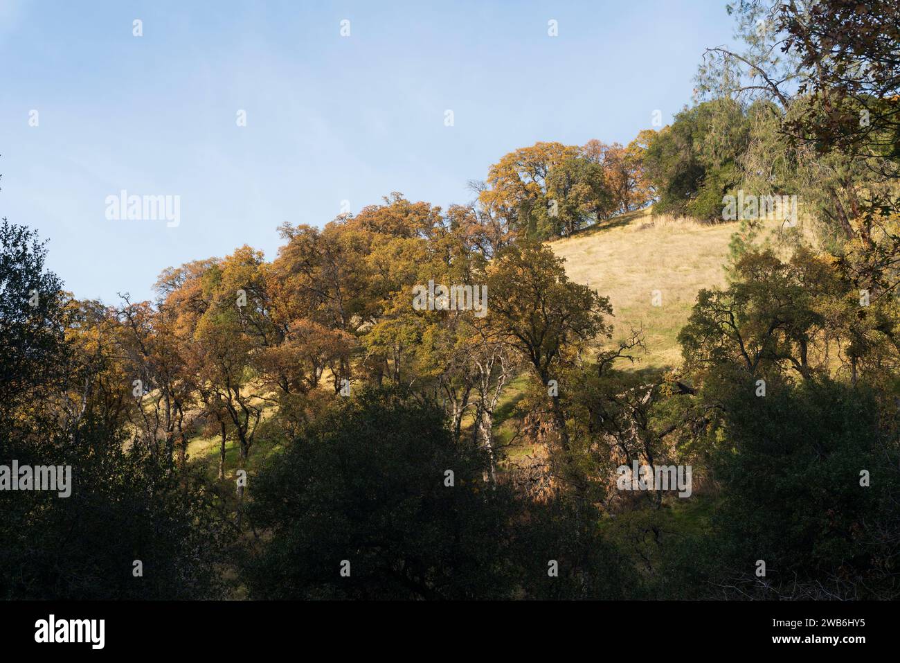 Oak trees and shadow on a hill side in the Sierra Nevada foothills ...