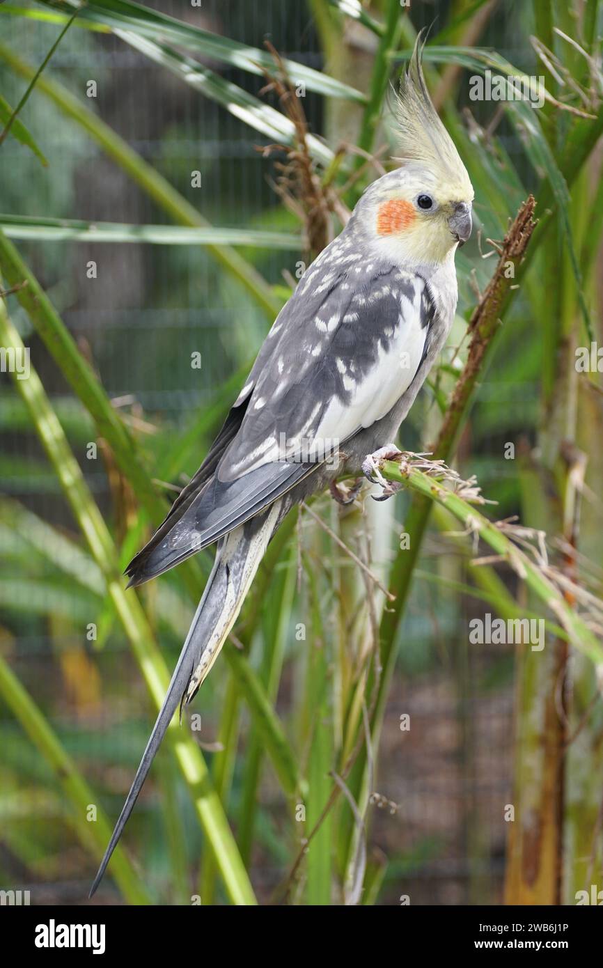 Grey cockatiel hi-res stock photography and images - Alamy