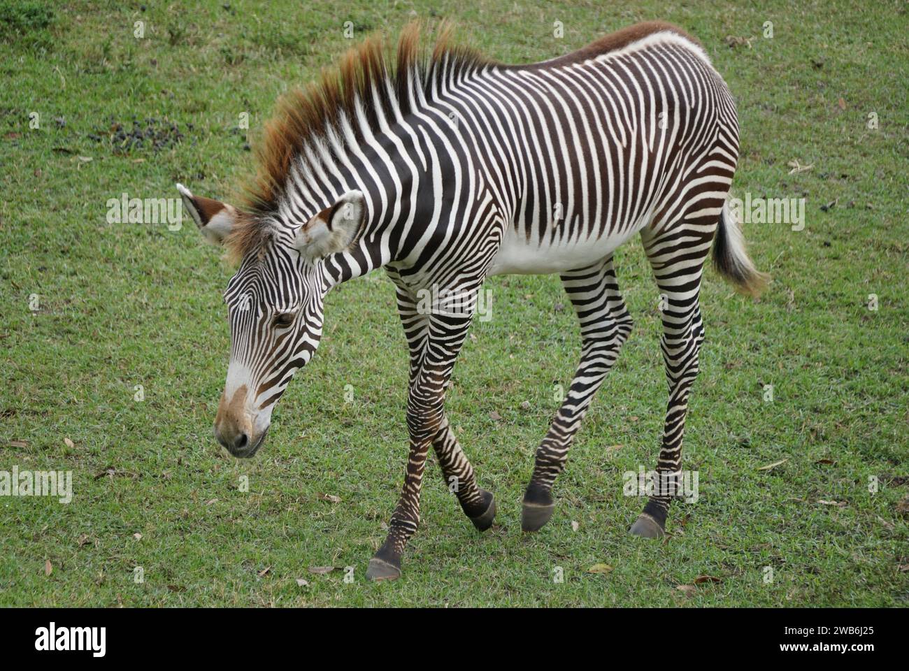 Closeup of an adult zebra moving slowly on the ground Stock Photo - Alamy