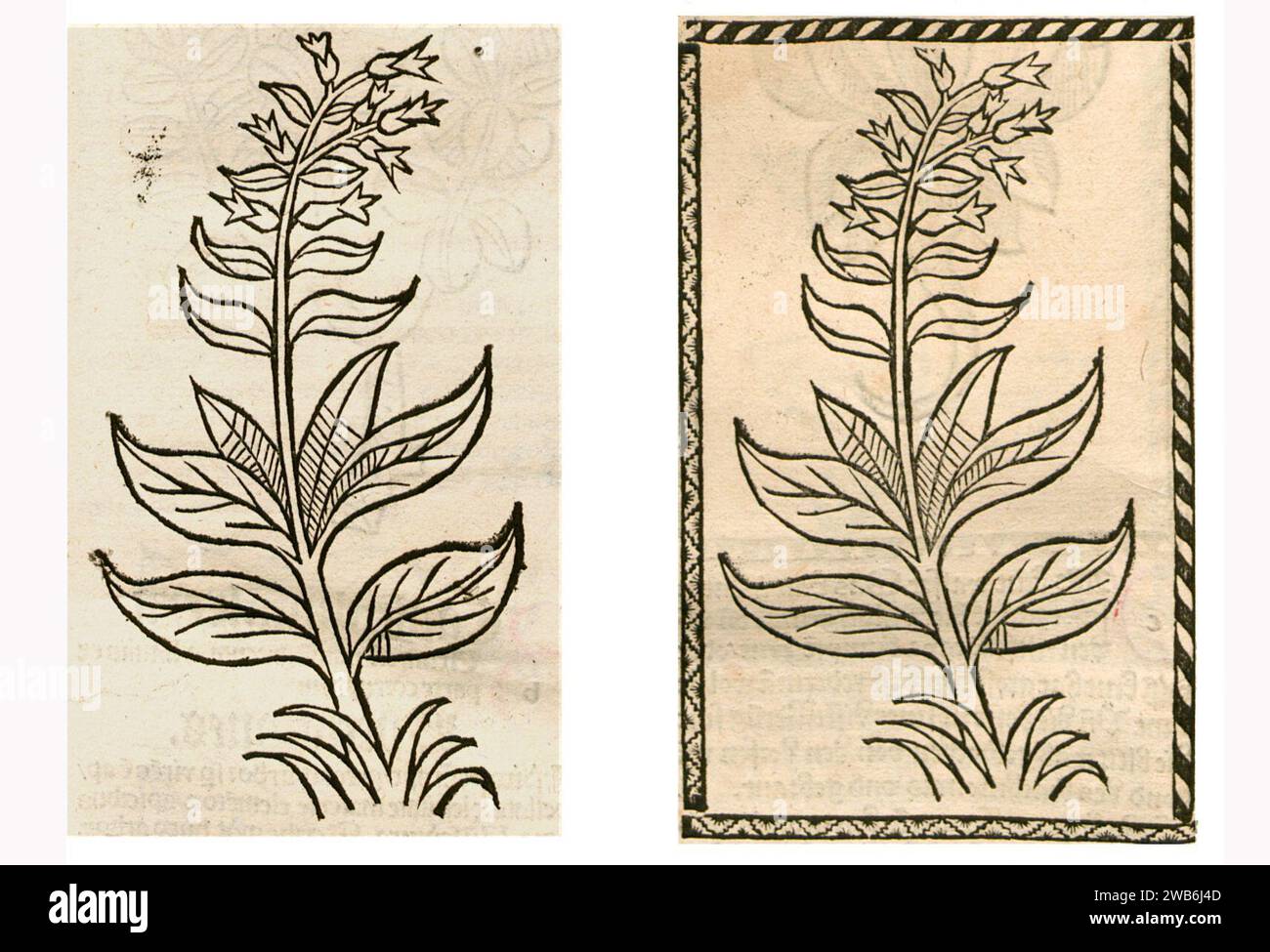 Kropf Cut Out Stock Images & Pictures - Alamy