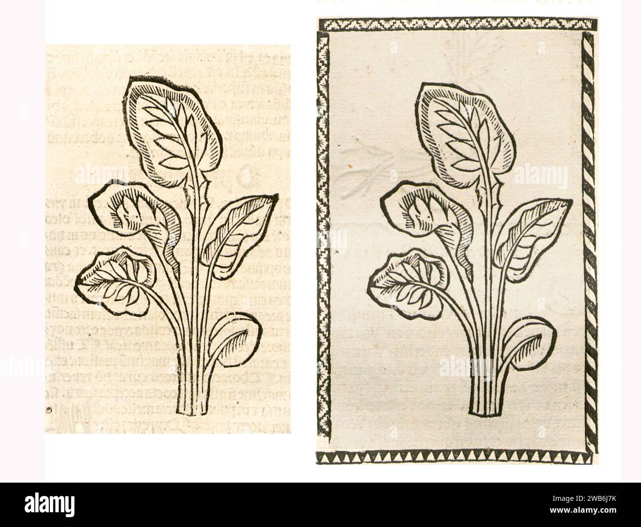 Gunsel hi-res stock photography and images - Alamy