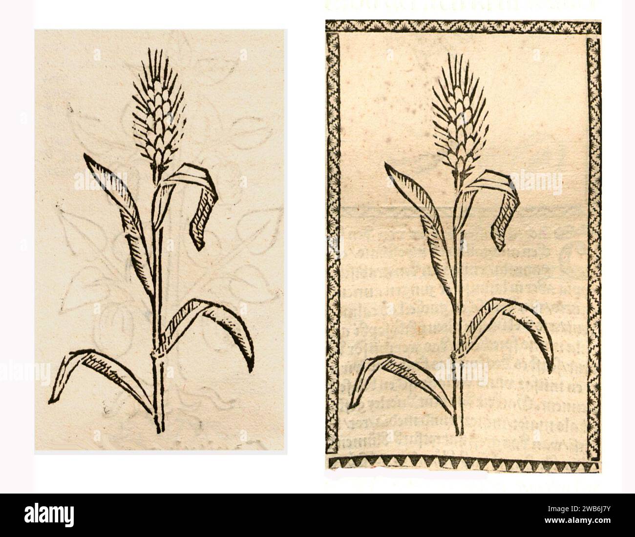 1497 1500 Gersten-Krut Stock Photo - Alamy