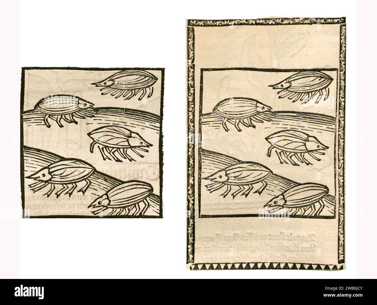 Wurm Cut Out Stock Images & Pictures - Alamy
