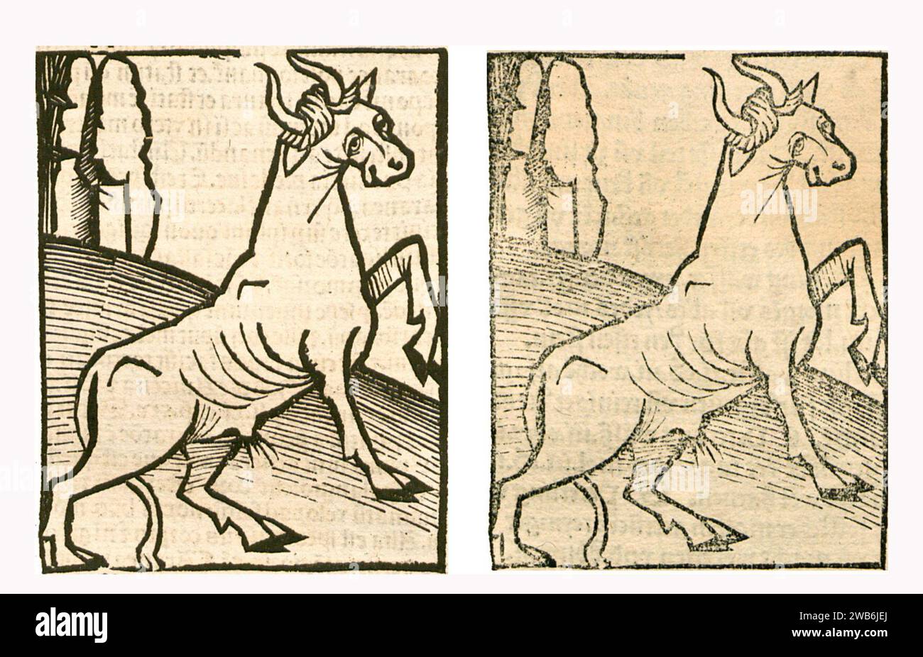 Ochsen ochsen Cut Out Stock Images & Pictures - Alamy