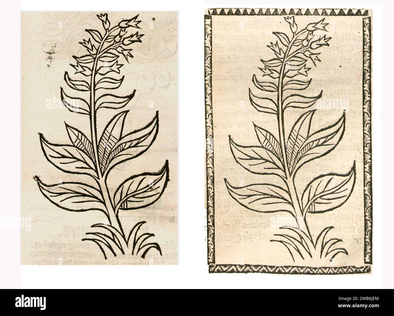 Ochsen ochsen Cut Out Stock Images & Pictures - Alamy