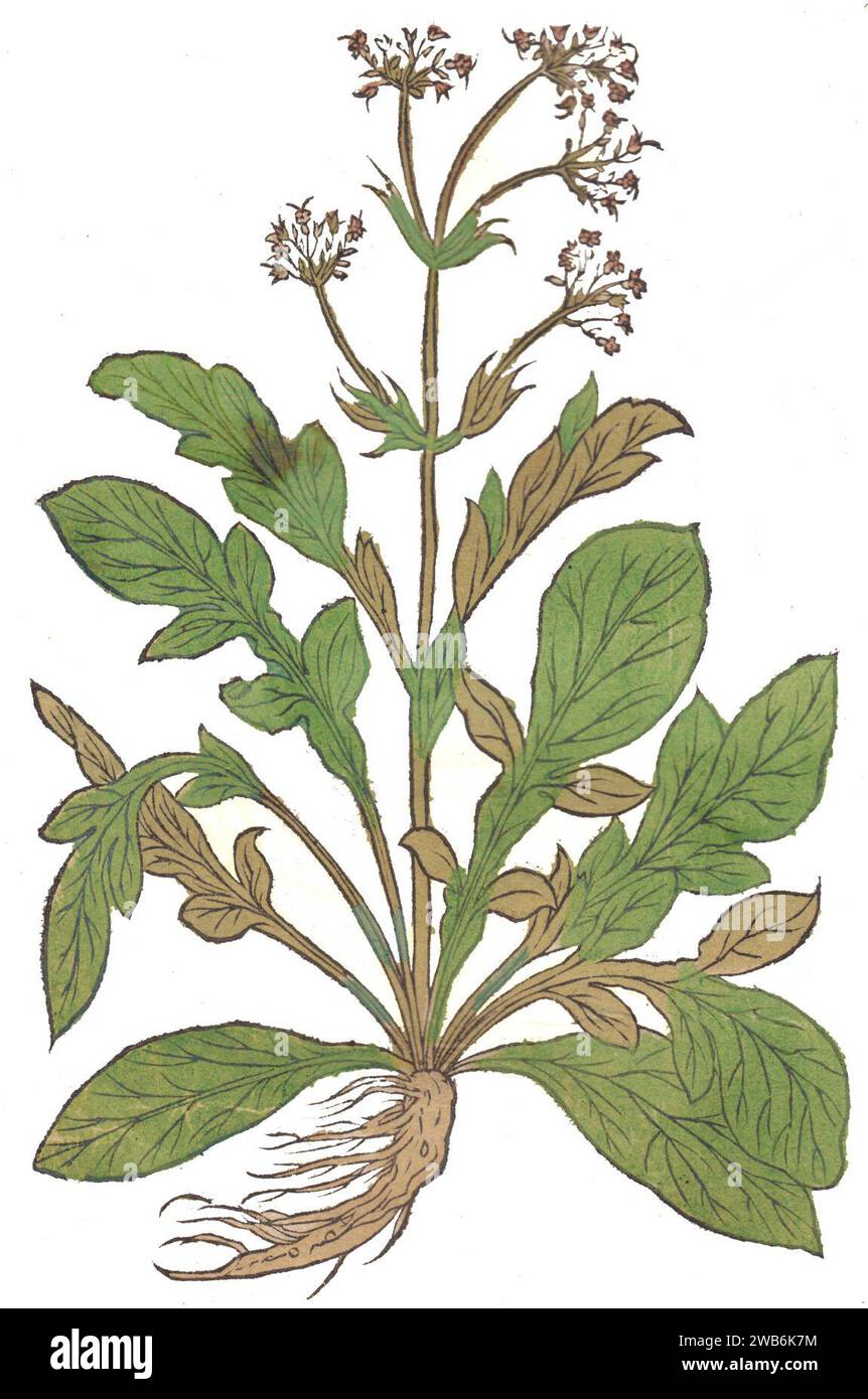 Phu Cut Out Stock Images & Pictures - Alamy