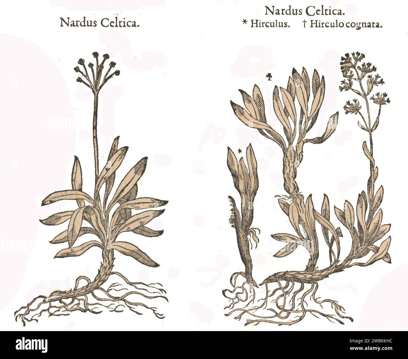 Nardus celtica hi-res stock photography and images - Alamy