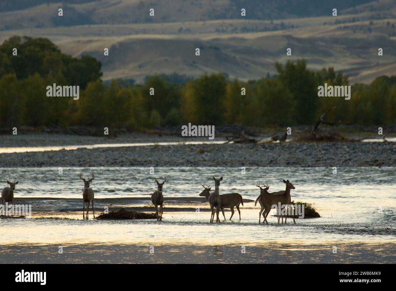 Deer crossing Yellowstone River, Sheep Mountain Fishing Access Site ...