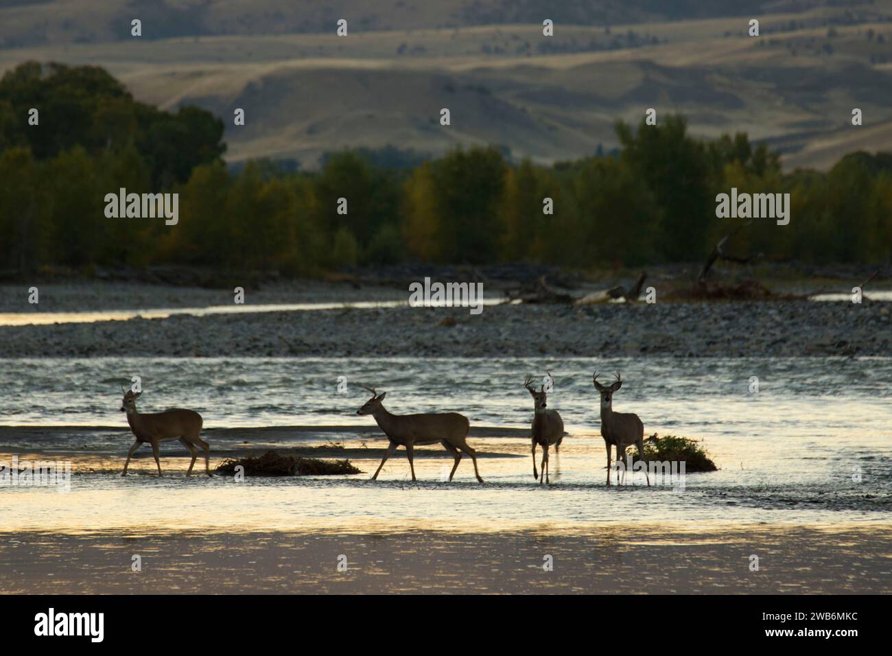 Deer crossing Yellowstone River, Sheep Mountain Fishing Access Site ...