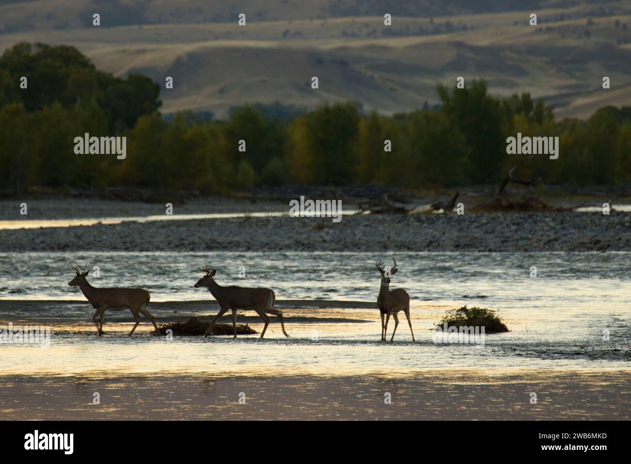 Deer crossing Yellowstone River, Sheep Mountain Fishing Access Site ...