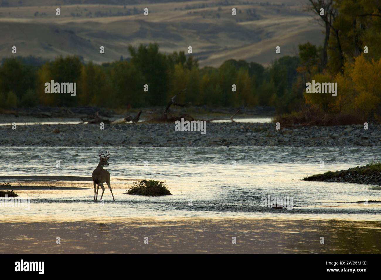 Deer crossing Yellowstone River, Sheep Mountain Fishing Access Site ...