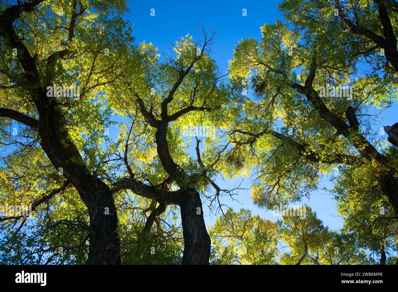 Cottonwoods, Springdale Fishing Access Site, Park County, Montana Stock ...