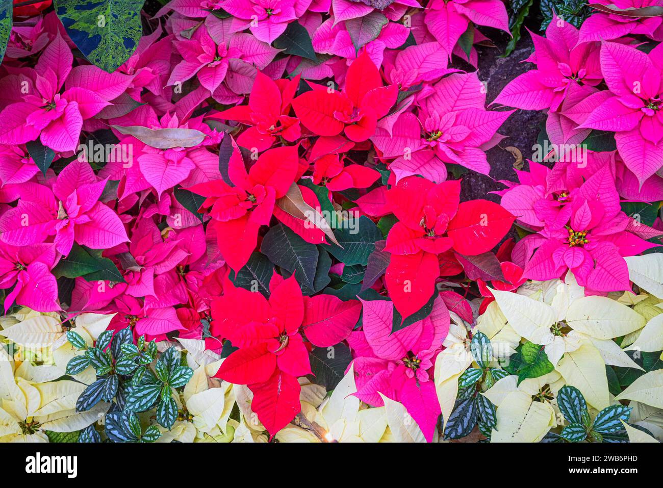 Assorted colour Poinsettia plants Stock Photo - Alamy