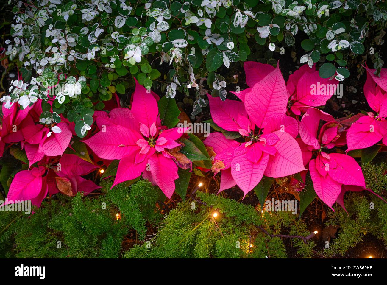 Pink colour Poinsettia plants Stock Photo - Alamy