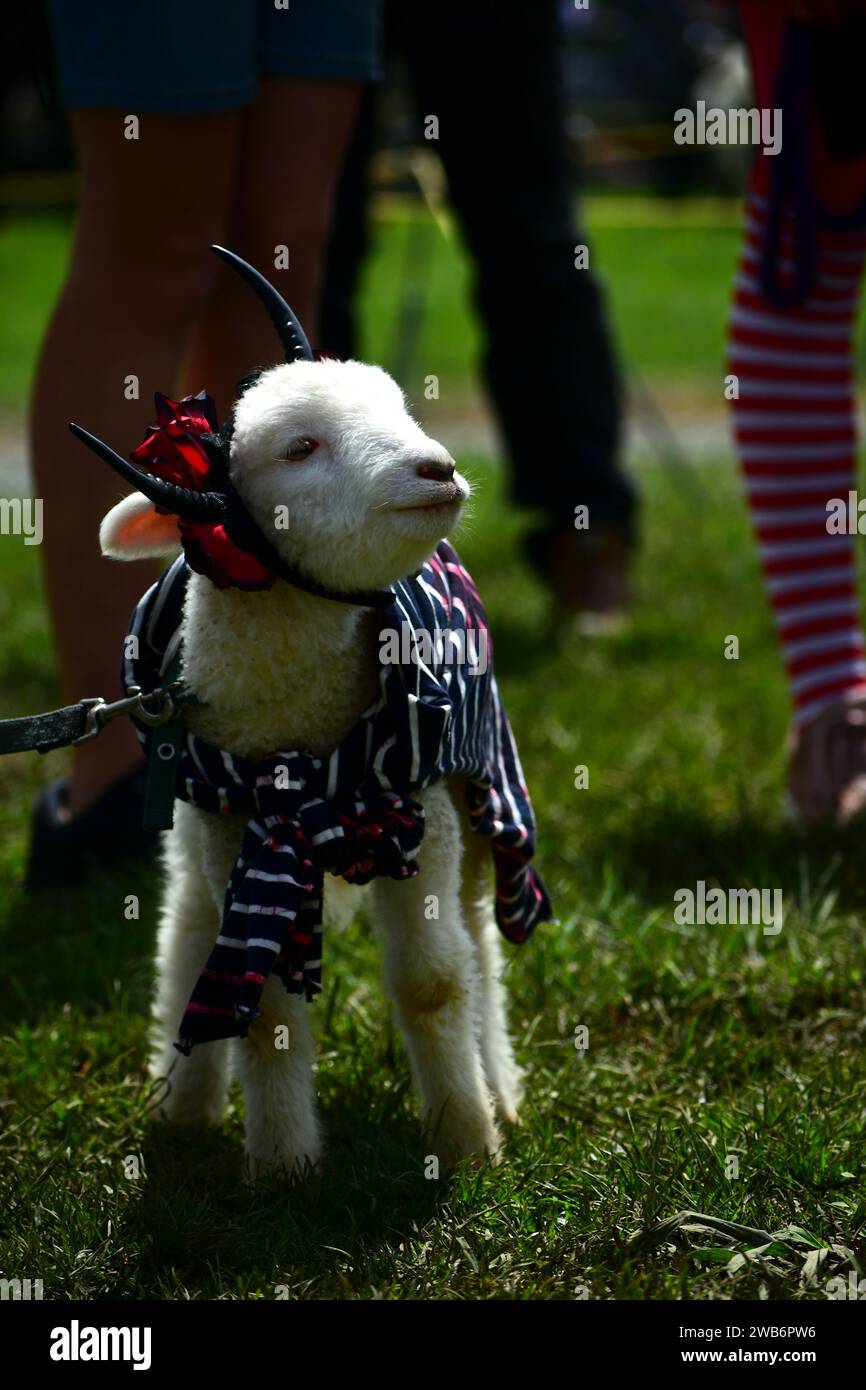 A funny and cute-looking lamb celebrating Halloween, dressed into some ...