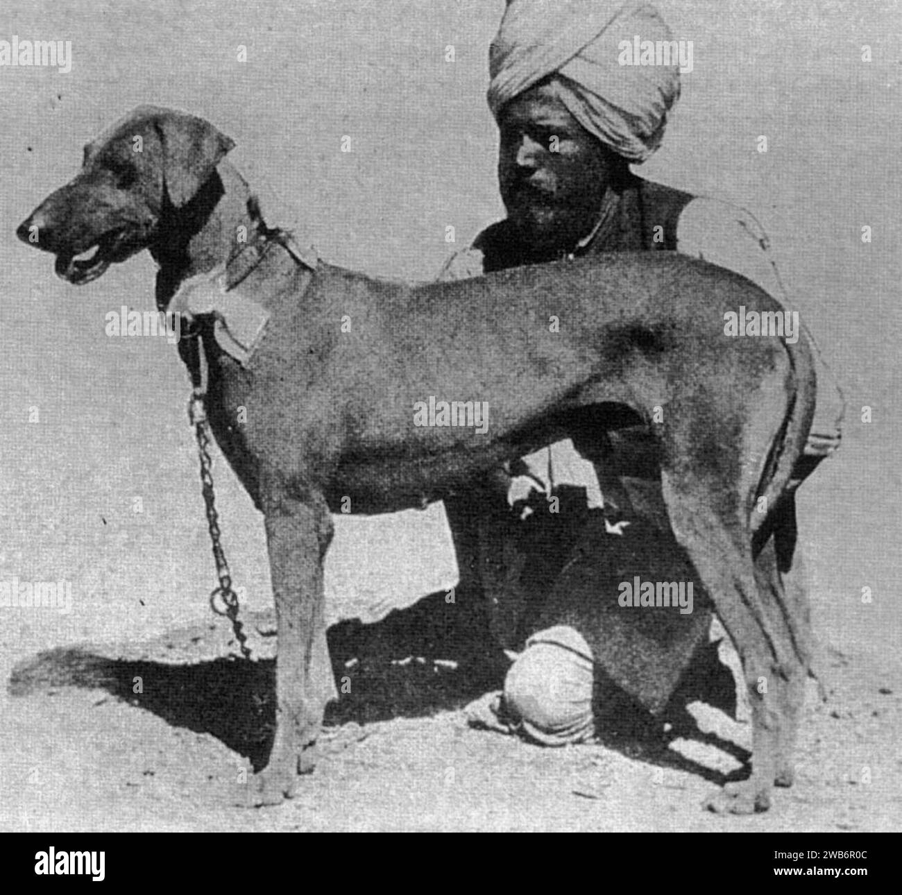 Rampur hound hi-res stock photography and images - Alamy