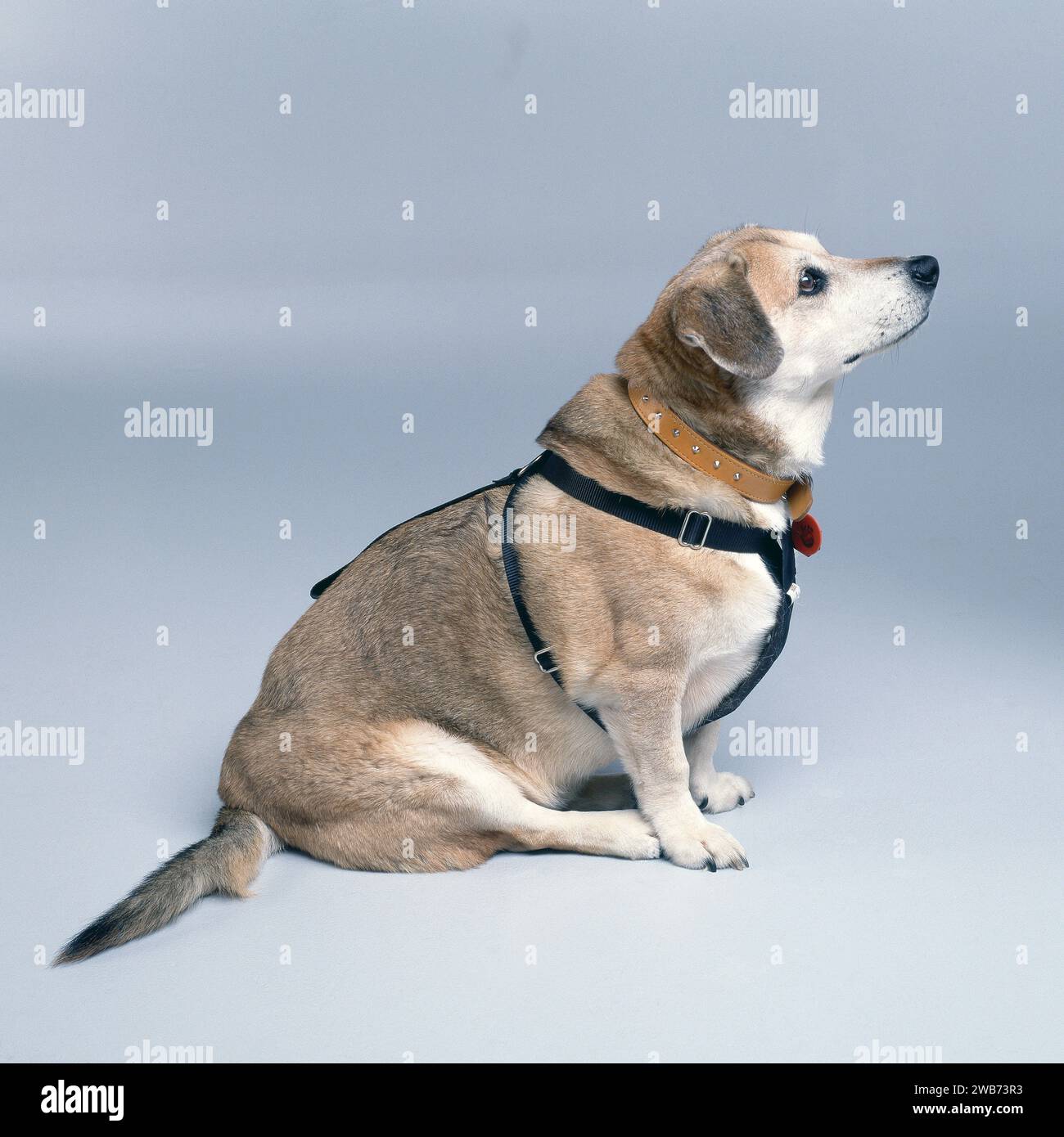 Fat animals obese overweight hi-res stock photography and images - Alamy