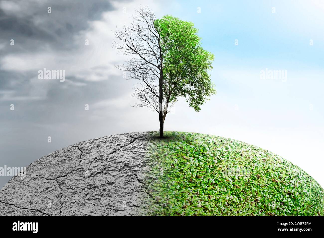 The difference between drought trees to growing trees on the ground ...