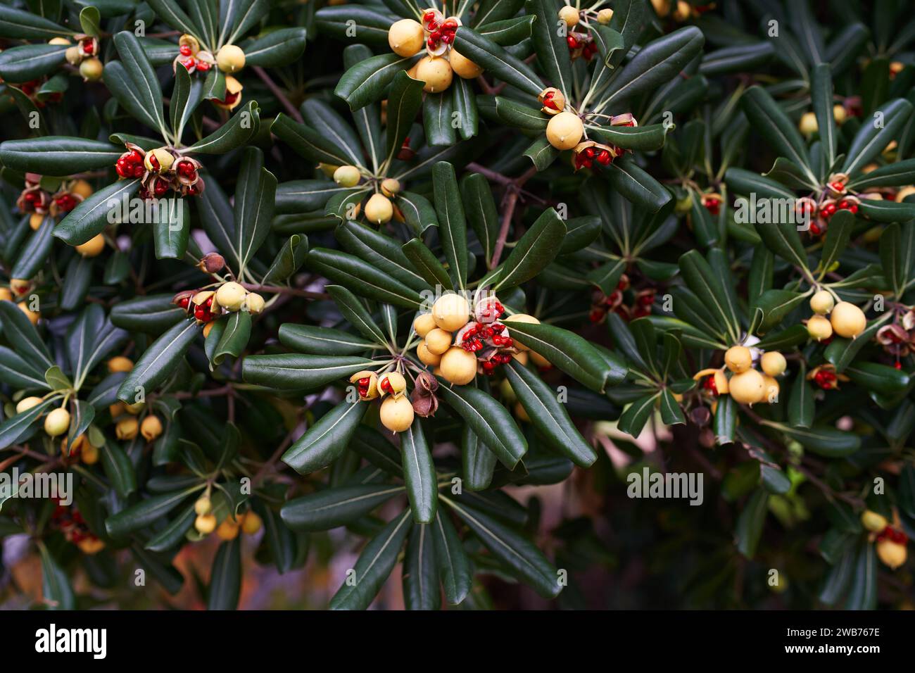 Green mock orange bush with yellow fruits and red seeds Stock Photo - Alamy