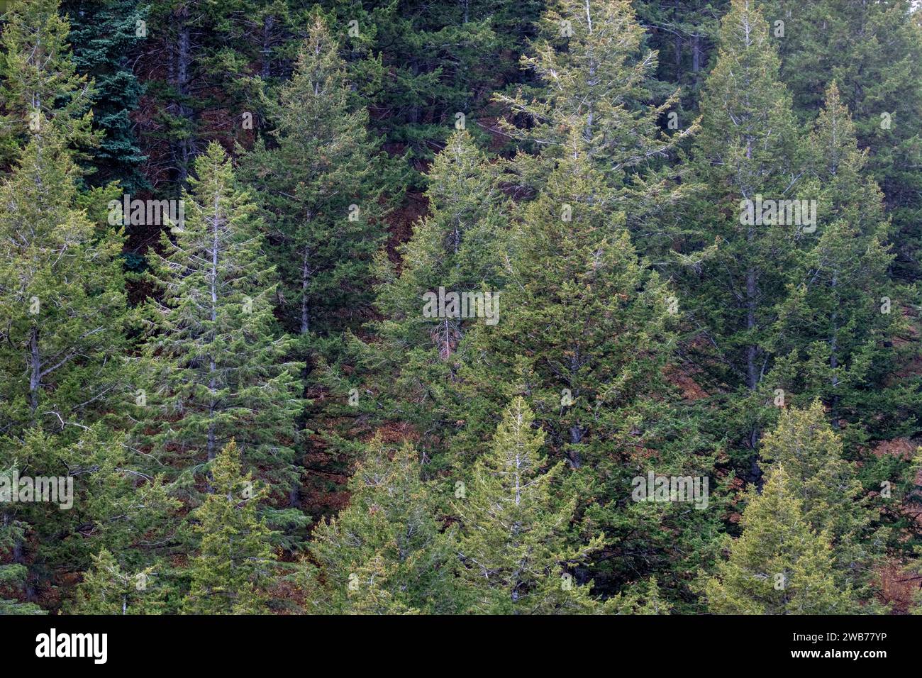 Healthy and sustainable green trees in a forest of old spruce, fir and ...