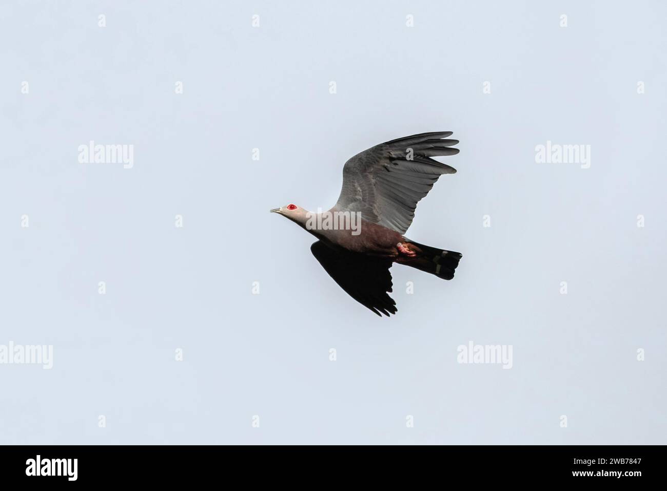 Pinon's imperial pigeon or Pinon imperial pigeon (Ducula pinon ...