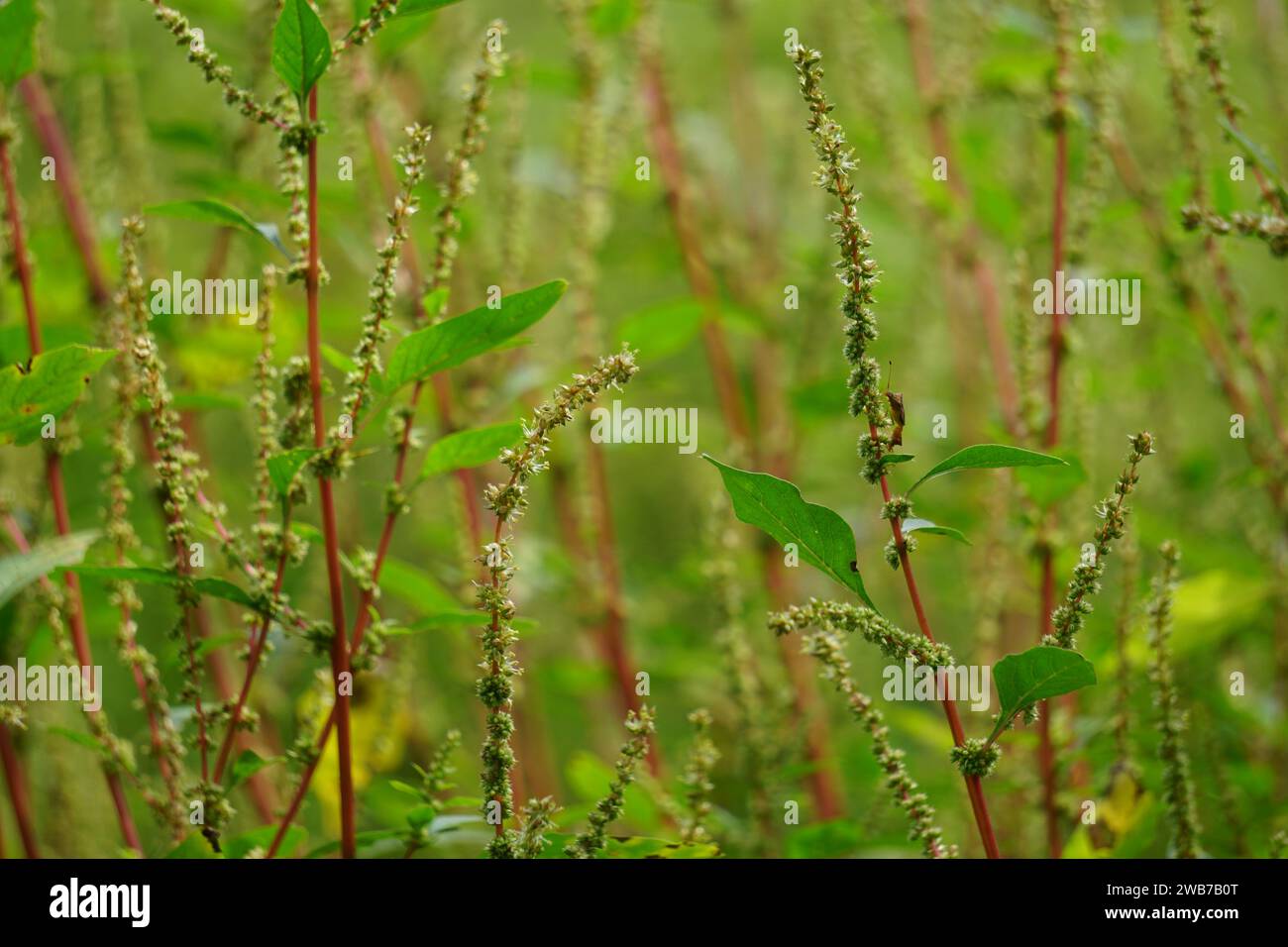 Thorny Amaranthus (Amaranthus spinosus, spiny amaranth, spiny pigweed ...