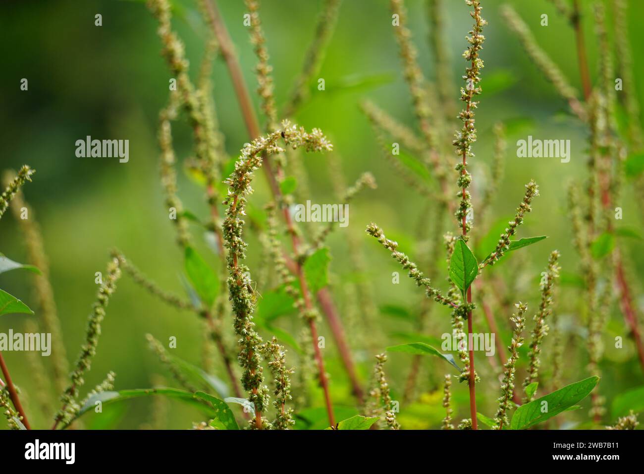 Thorny Amaranthus (Amaranthus spinosus, spiny amaranth, spiny pigweed ...