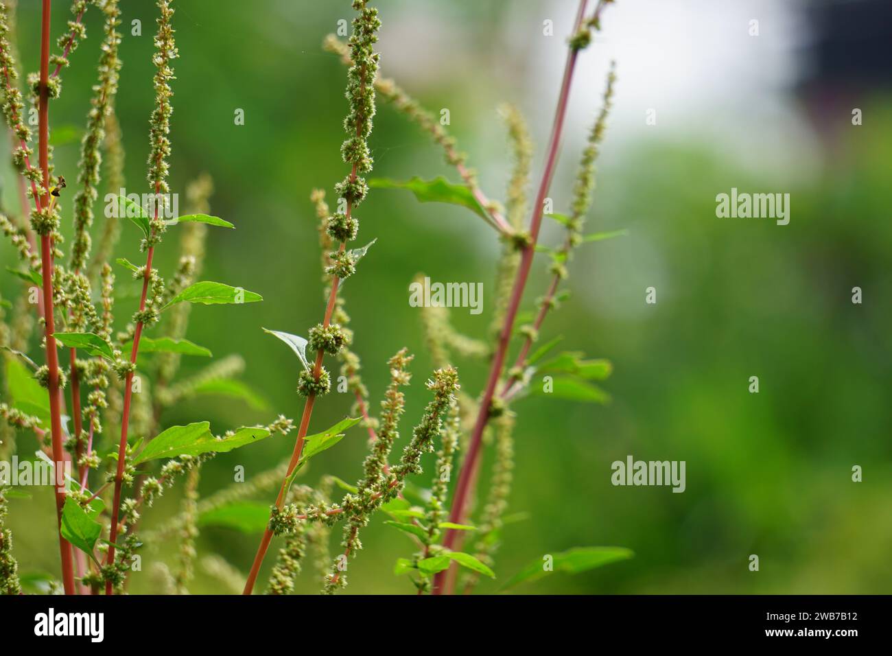 Thorny Amaranthus (Amaranthus spinosus, spiny amaranth, spiny pigweed ...