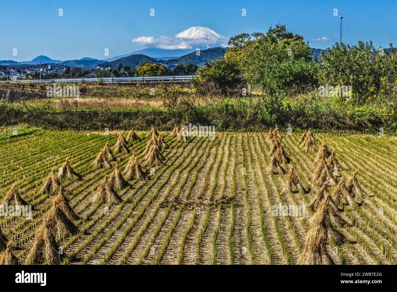 Colorful Rice Field Rural Agriculture Countryside Snowy Mount Fuji ...
