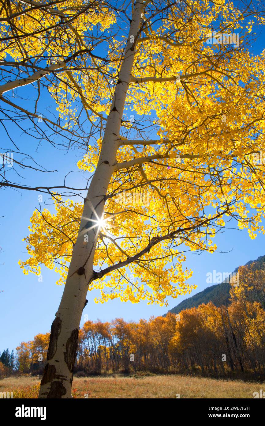 Autumn quaking aspen, Red Rock Lakes National Wildlife Refuge, Montana ...