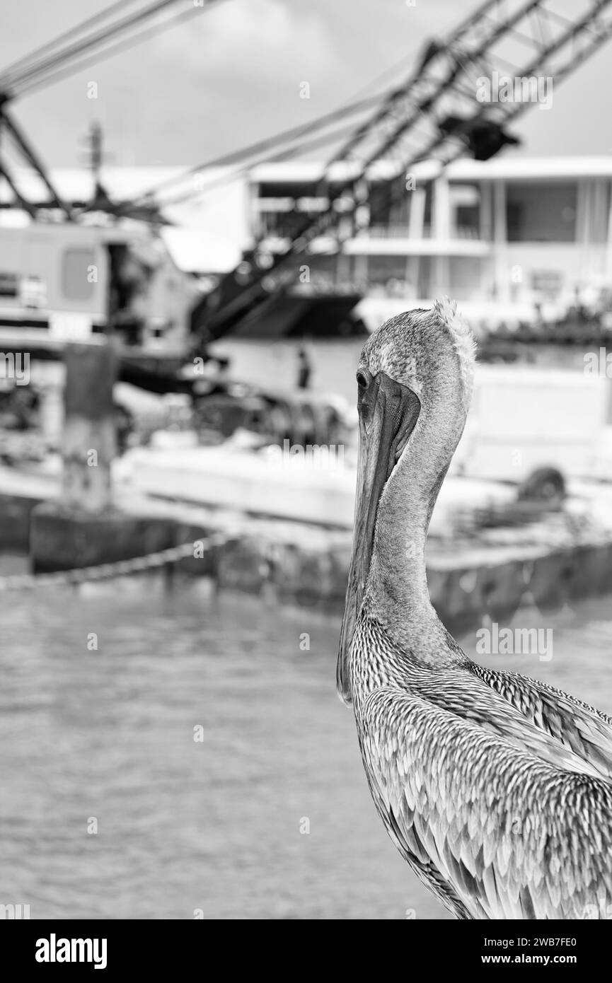pelican bird with beak outdoor, copy space. pelican bird with beak ...