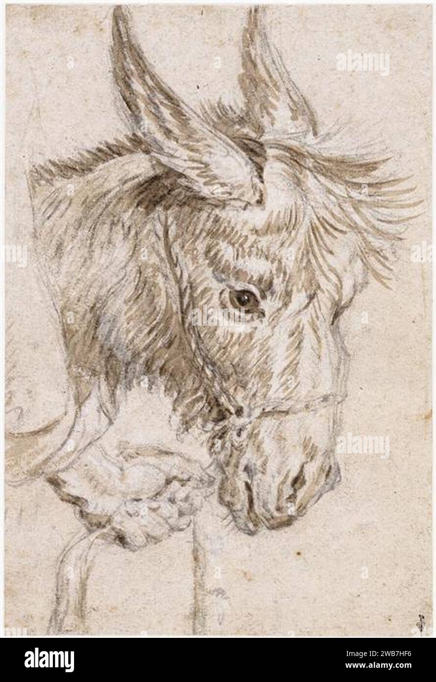 Peter Paul Rubens - Head of a mule Stock Photo - Alamy