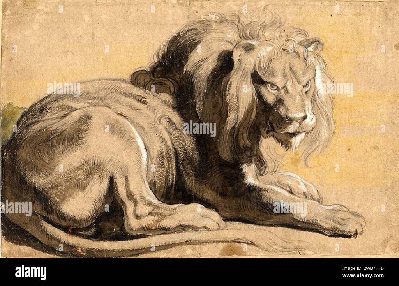 Peter Paul Rubens Lion Drawings Peter Paul Rubens Daniel In The