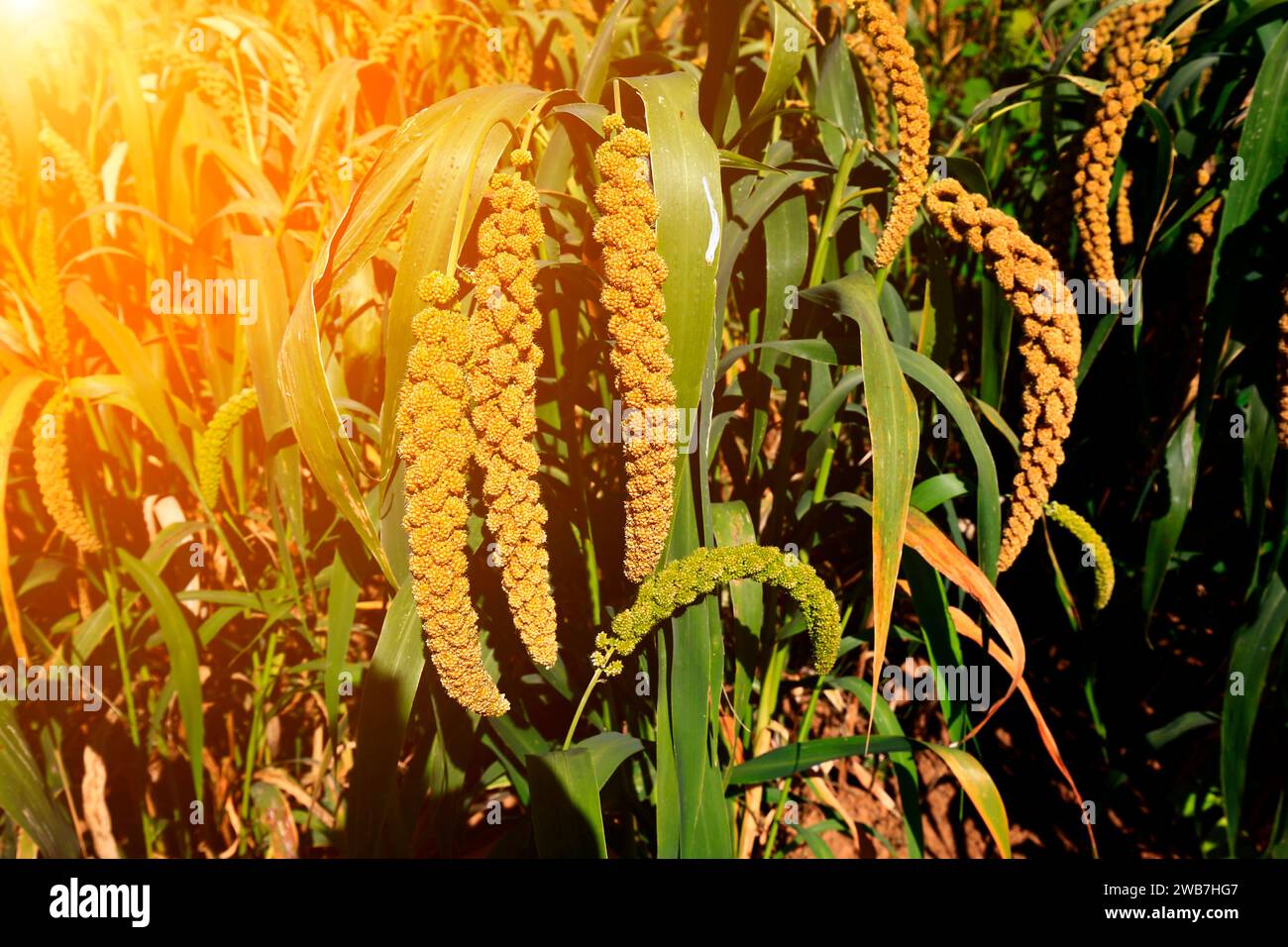Mature millet harvest hi-res stock photography and images - Alamy