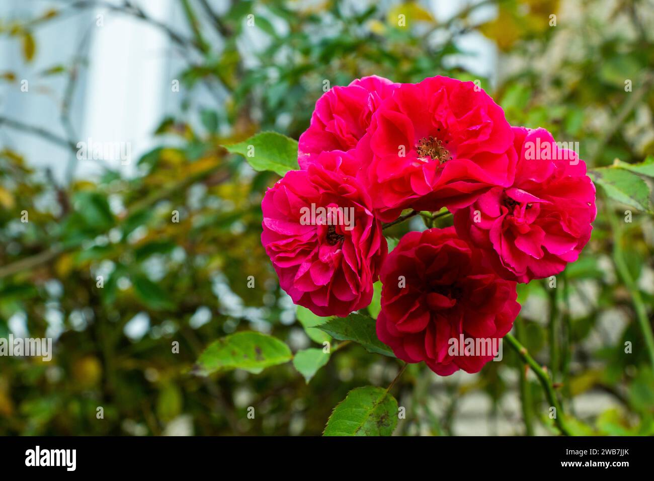 Res roses hi-res stock photography and images - Alamy