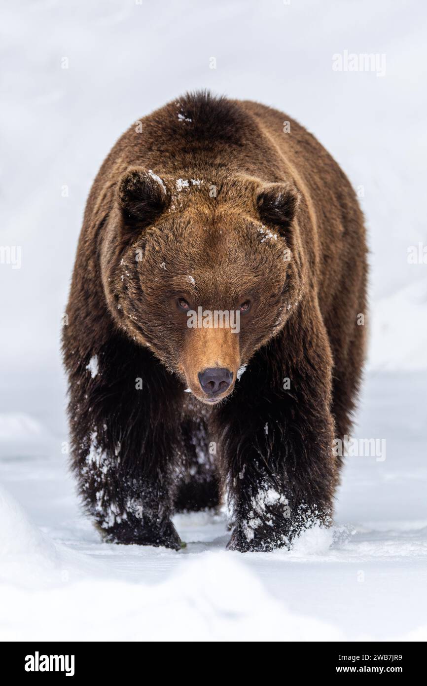 Closeup Adult Brown bear in cold time. Animal in wild winter nature. Action wildlife scene with ...