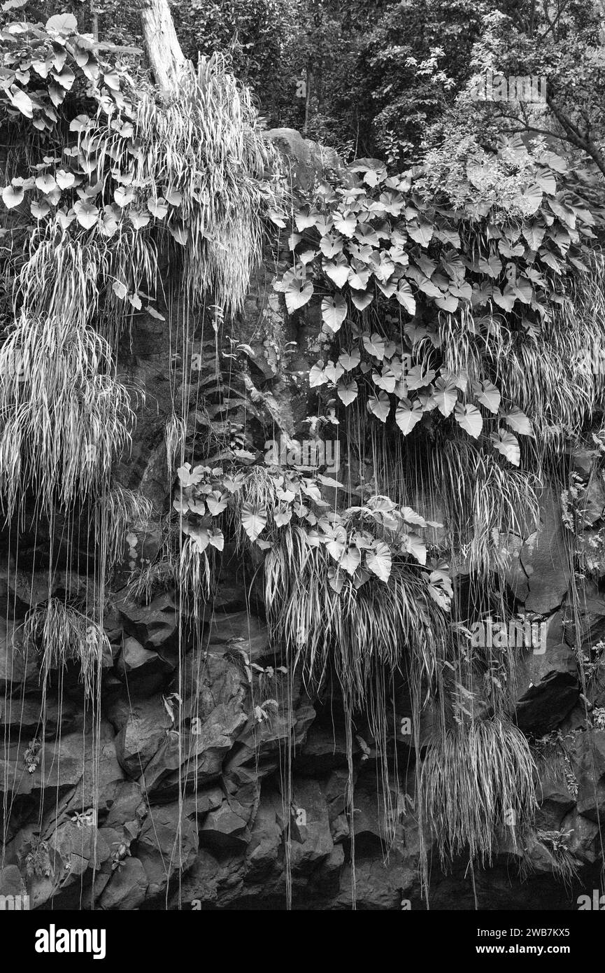 plants in jungle nature outdoor. green jungle nature. jungle nature or ...