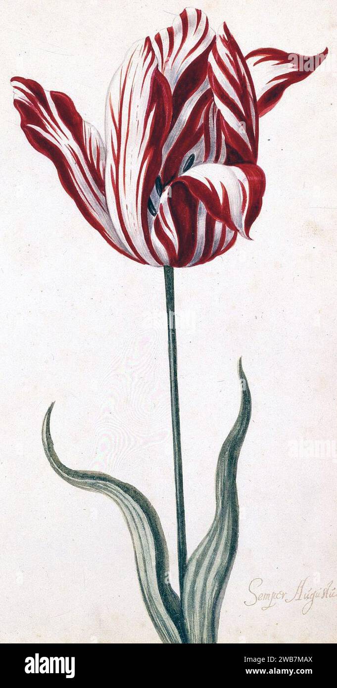 Semper augustus tulip hi-res stock photography and images - Alamy