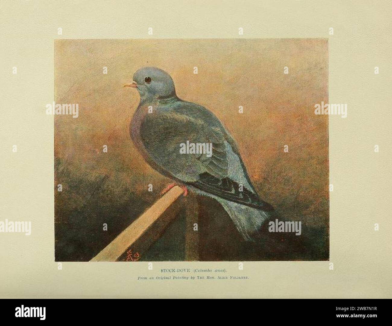 Alice foljambe hi-res stock photography and images - Alamy