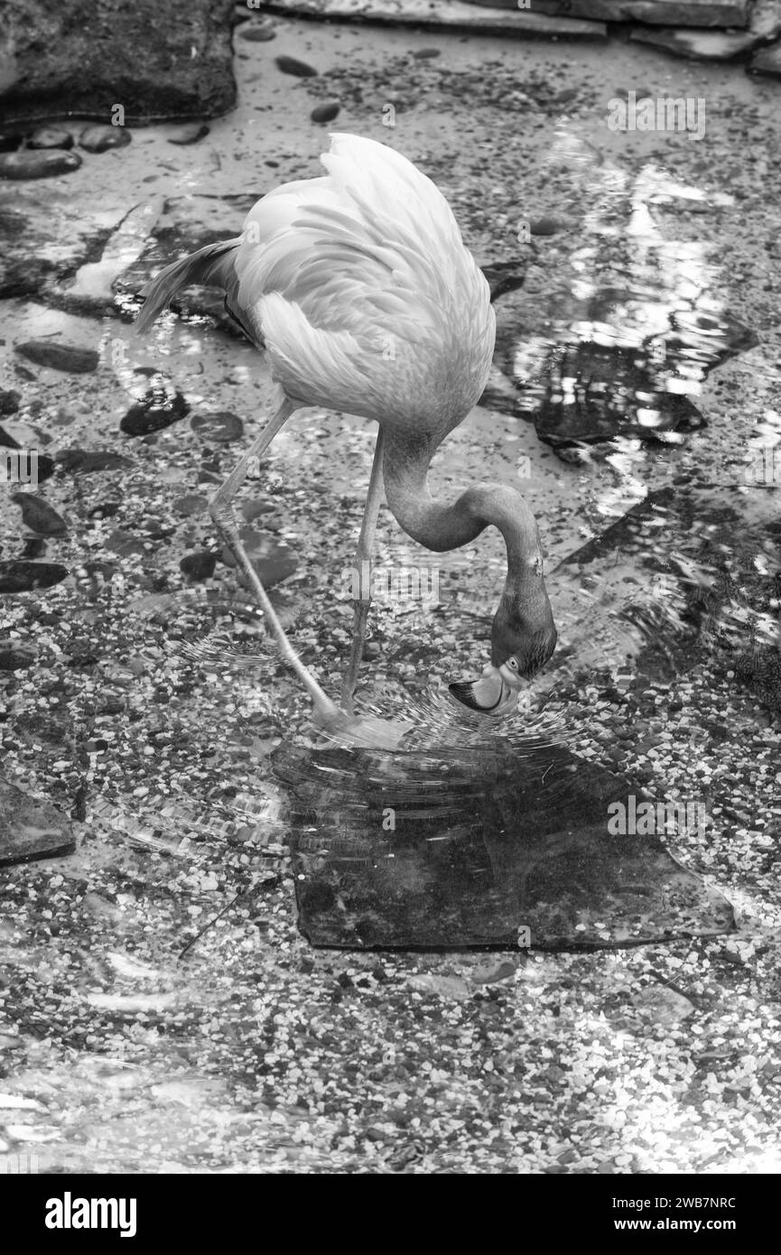 full length photo of flamingo bird in nature. flamingo bird in wildlife ...