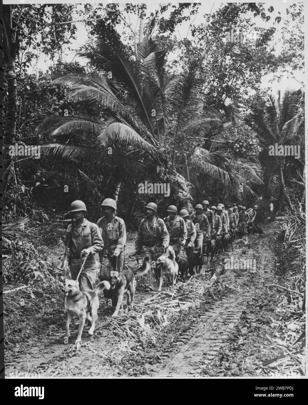 ''U.S. Marine `Raiders' and their dogs, which are used for scouting and ...