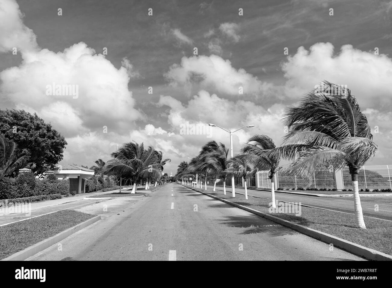 empty road way with palm plants. road way with palm in windy weather ...