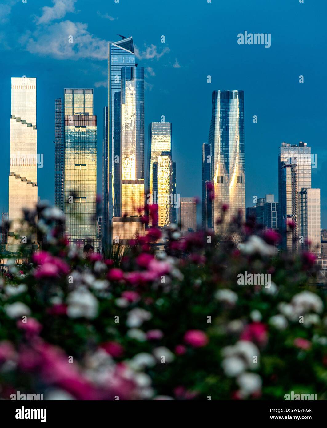 Wonderful vertical photograph with flowers and the wonderful skyline in ...